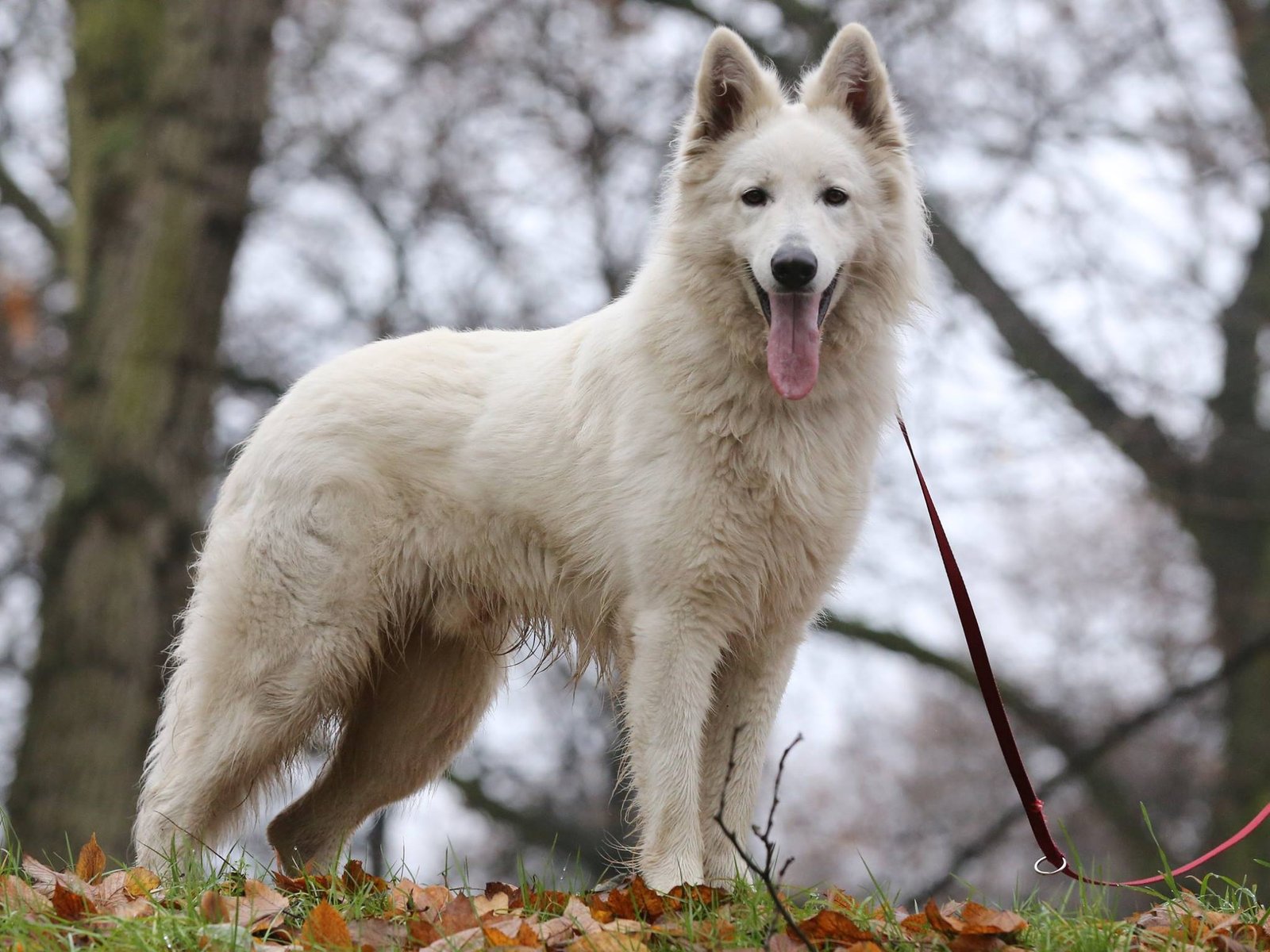 Pastor Blanco Suizo - Último Bastión · Criador de Pastor Blanco Suizo